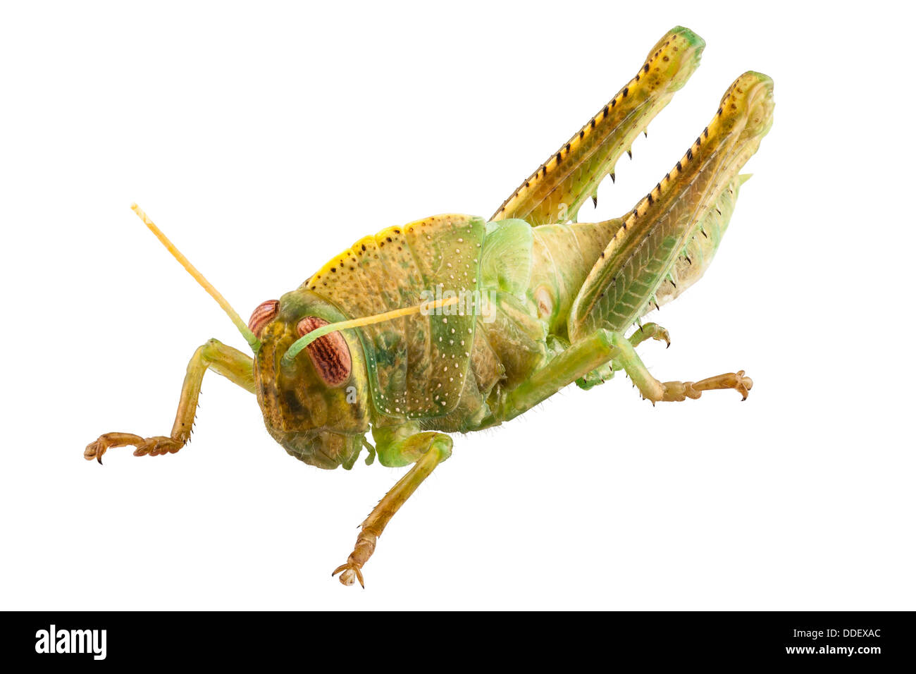 Locust antenna hi-res stock photography and images - Alamy