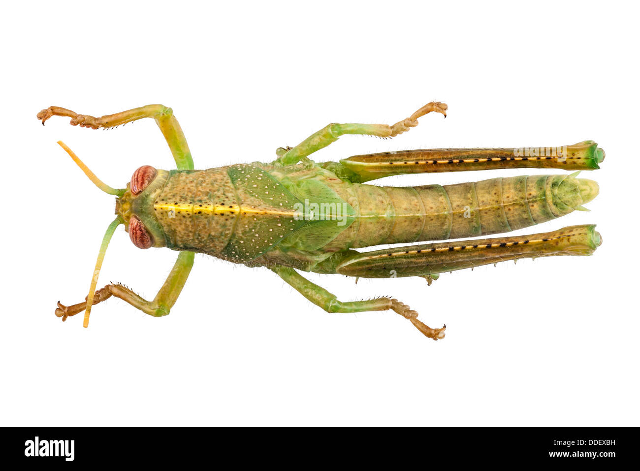 Locust antenna hi-res stock photography and images - Alamy