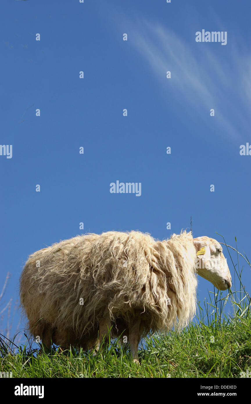 Lacha sheep hi-res stock photography and images - Alamy