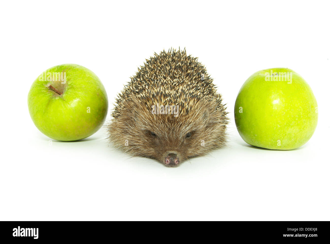 hedgehog and apple Stock Photo - Alamy