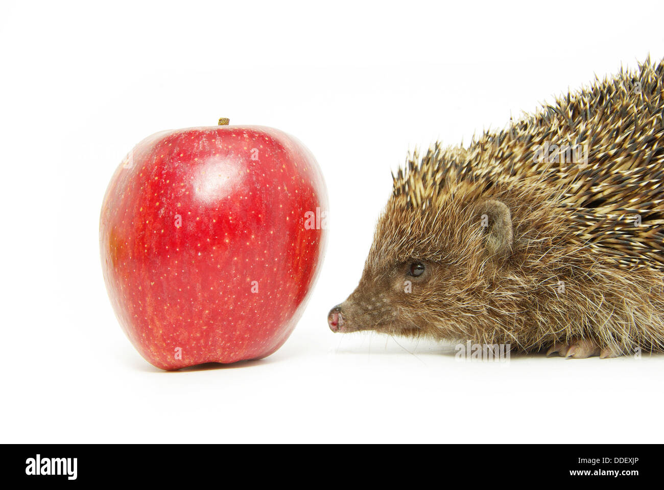 apple and hedgehog Stock Photo - Alamy