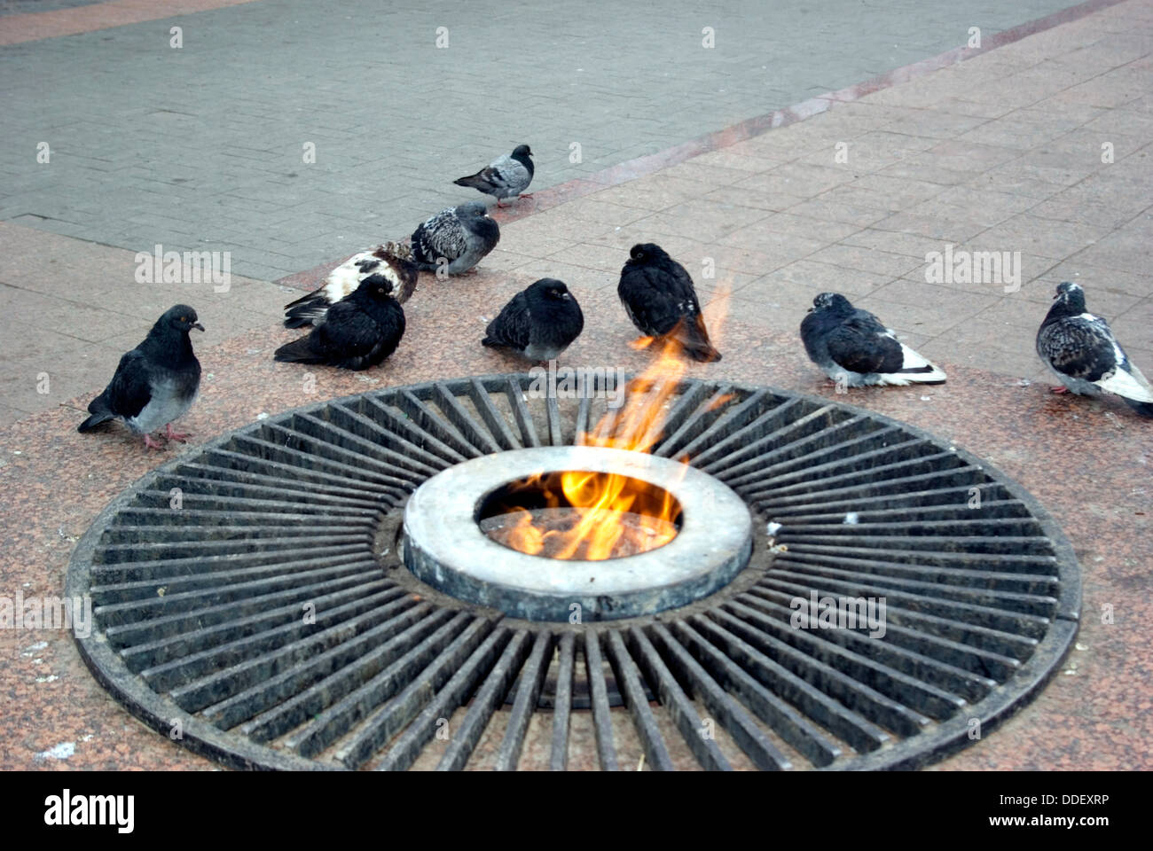 Don eagle hi-res stock photography and images - Alamy