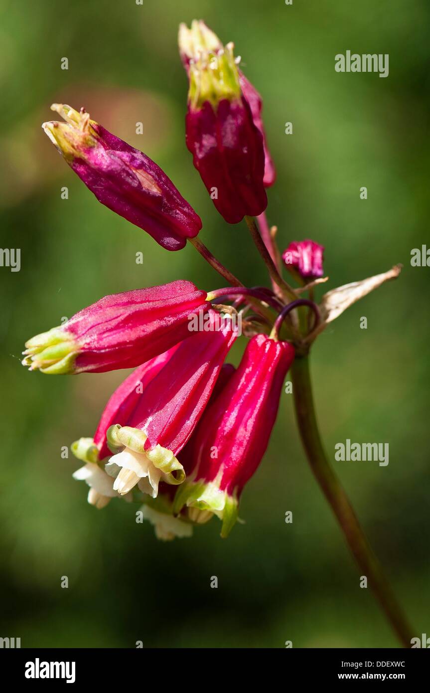 Firecracker Flower High Resolution Stock Photography and Images - Alamy