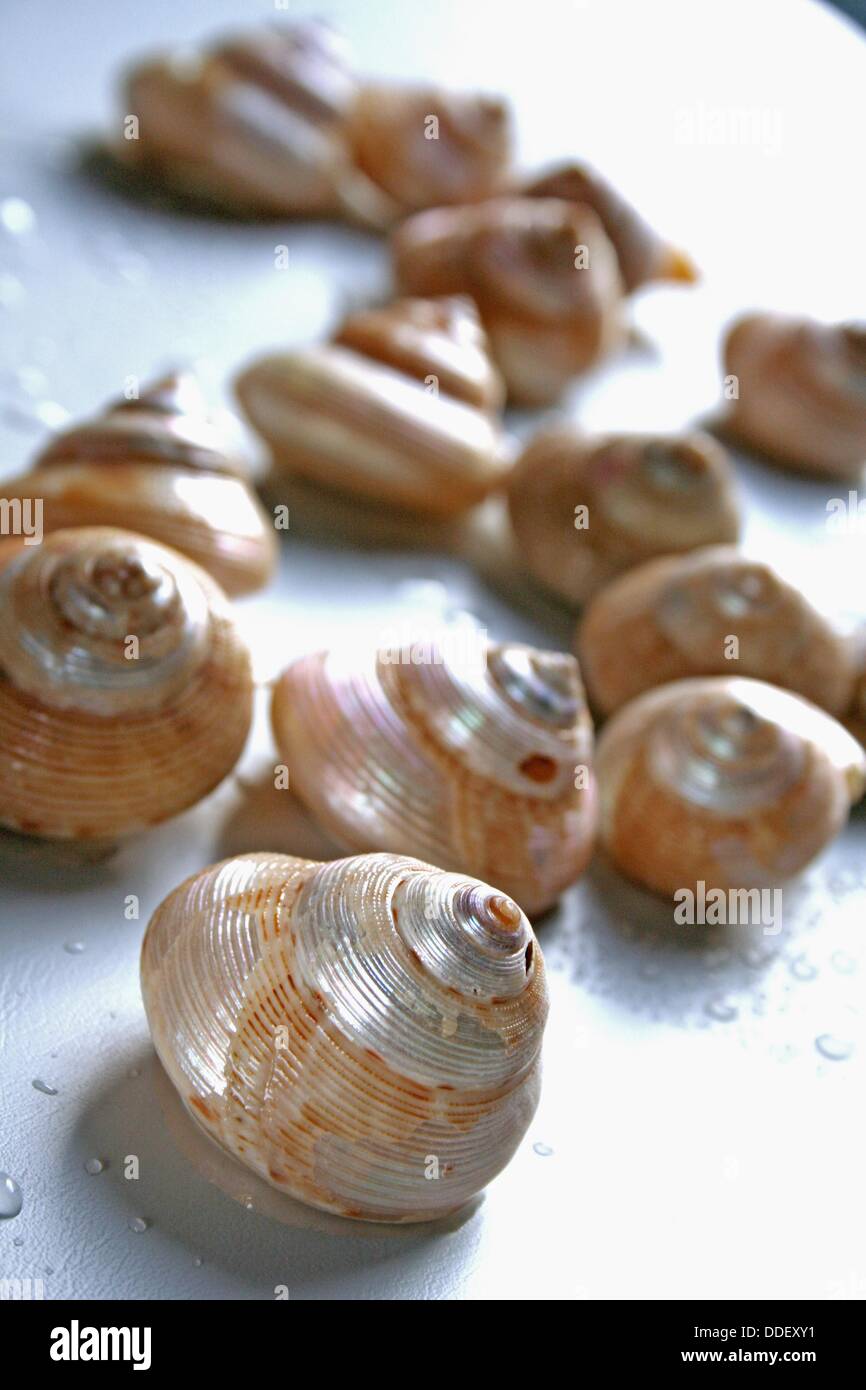 Variety sea urchin seafood hi-res stock photography and images - Alamy