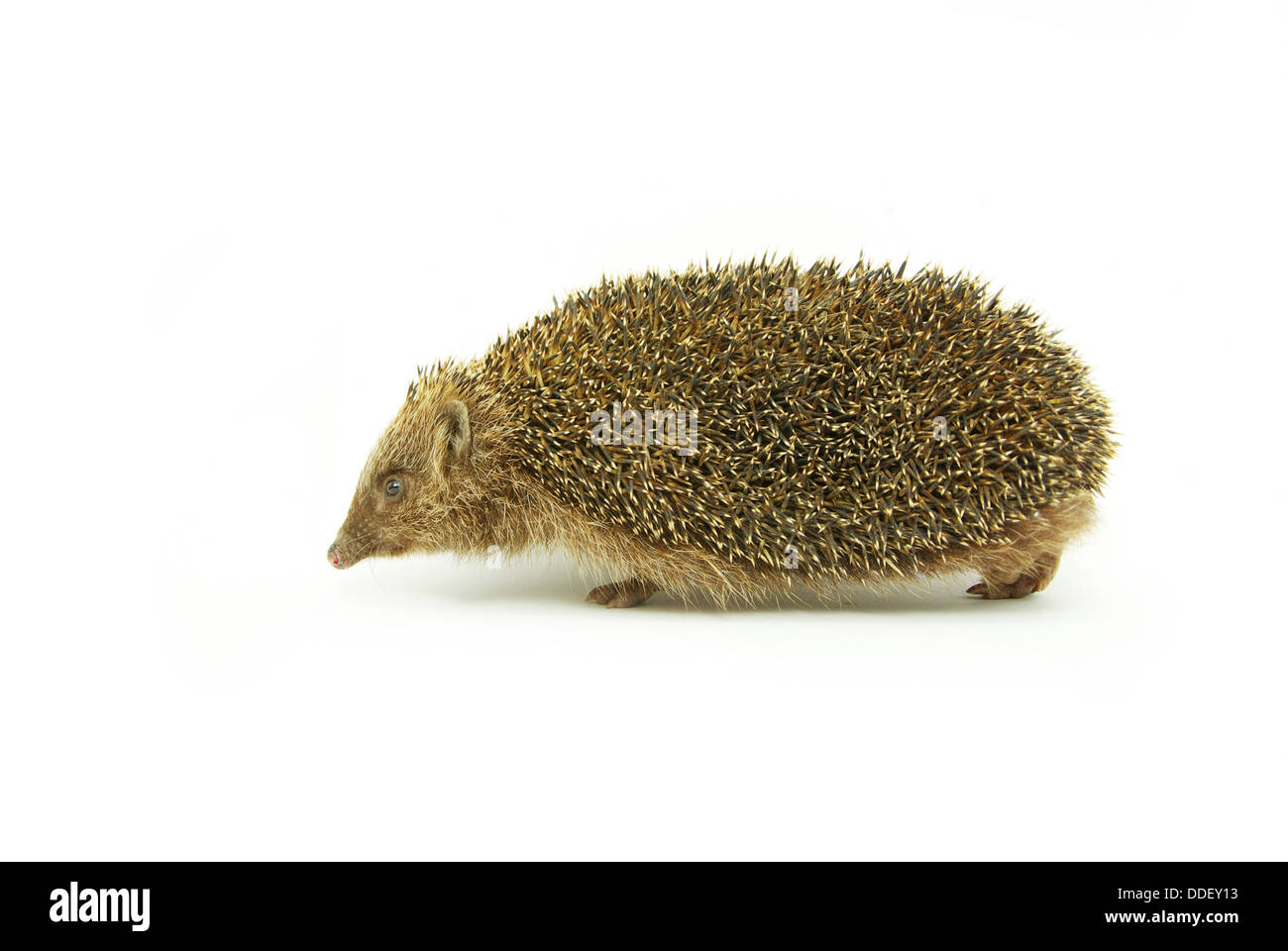 Live hedge Cut Out Stock Images & Pictures - Alamy