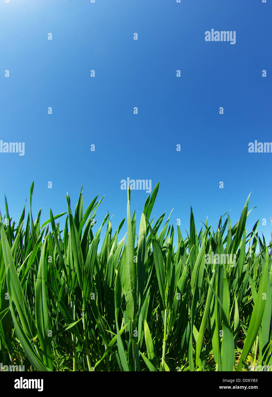 lawn on sky Stock Photo - Alamy