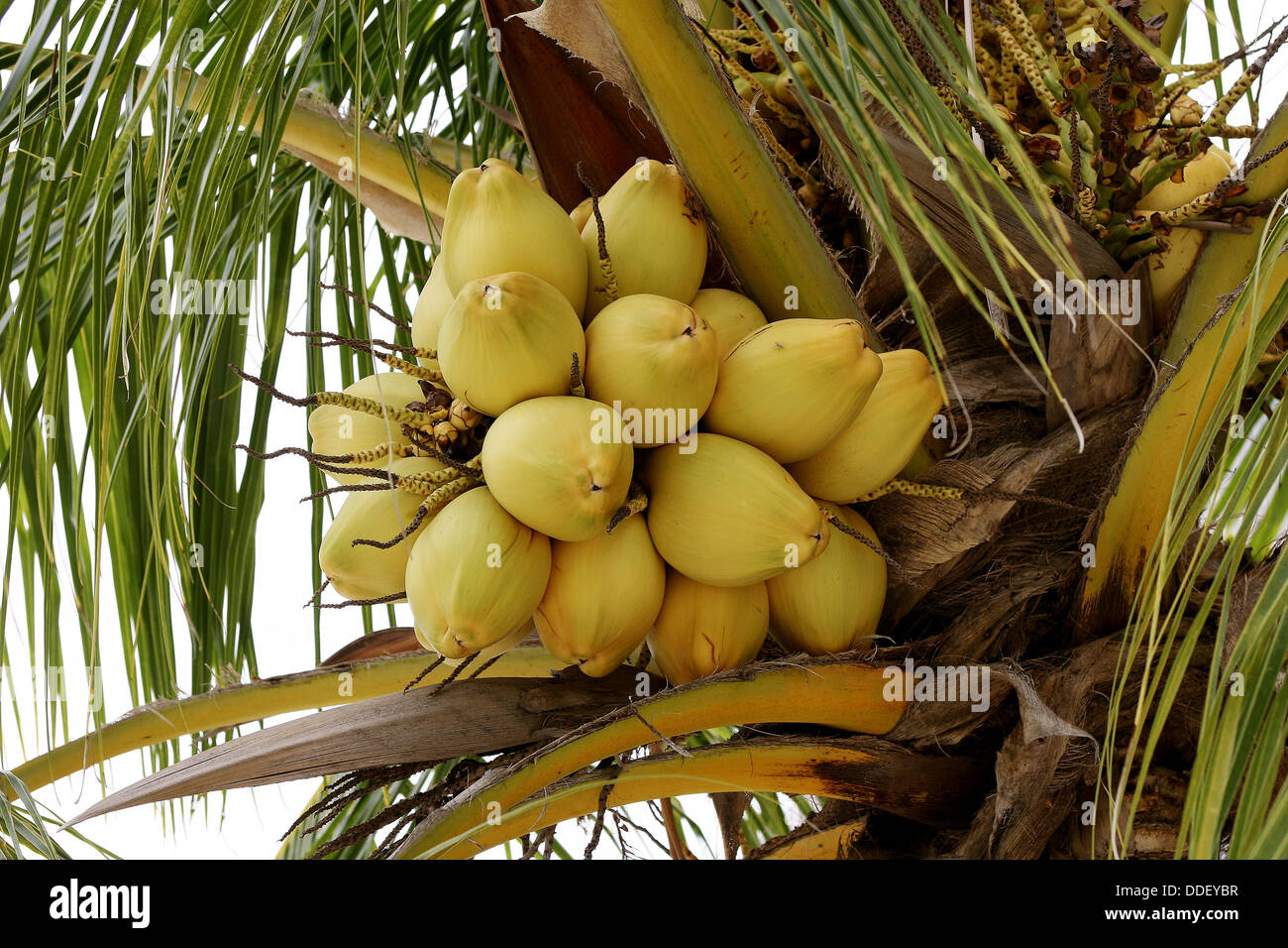 Coconuts, palm tree, Maldives Stock Photo - Alamy