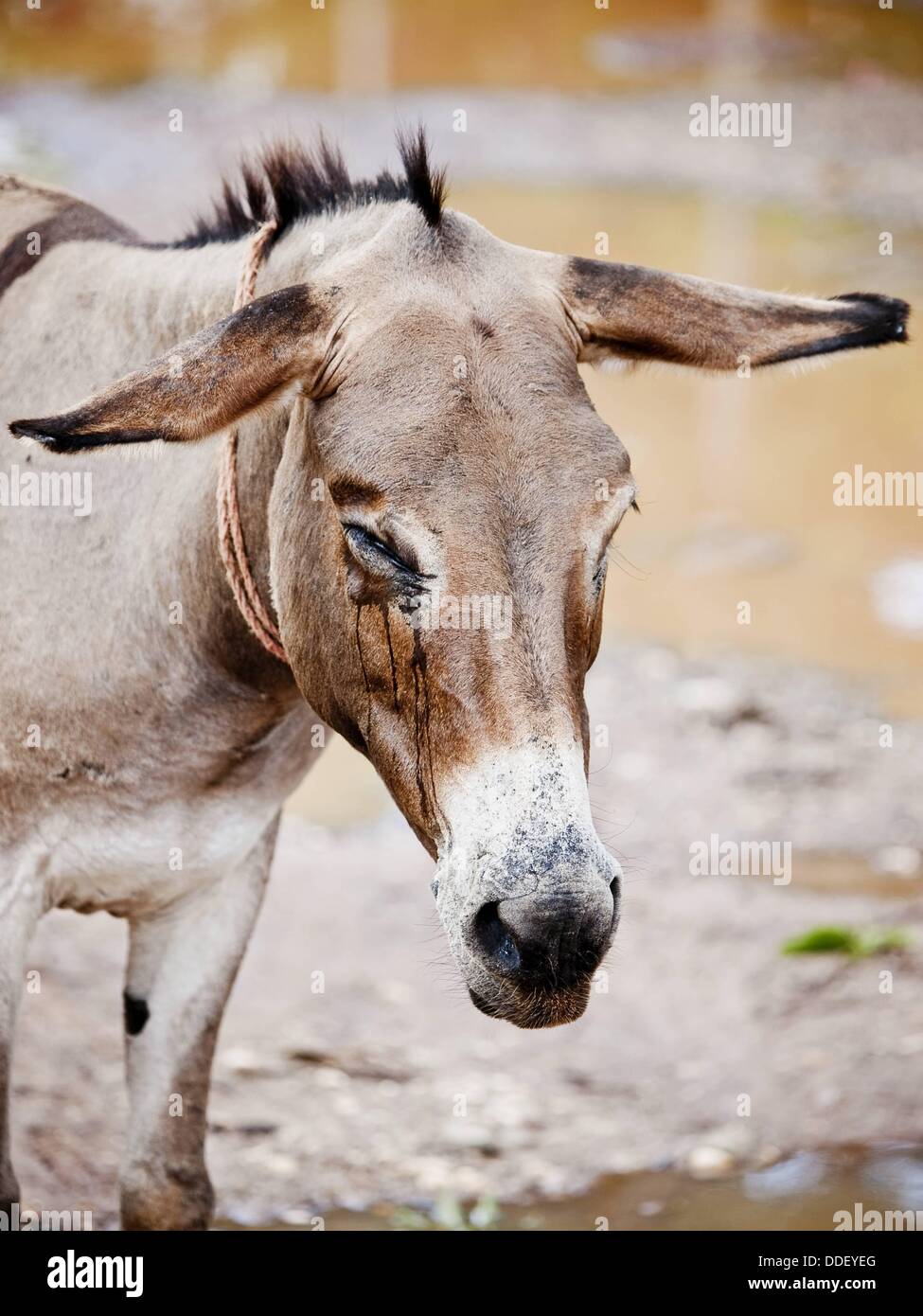 Giant donkey hi-res stock photography and images - Alamy