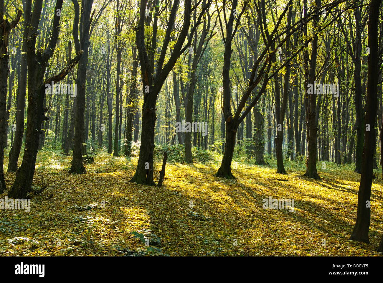Fall deciduous forest hi-res stock photography and images - Alamy