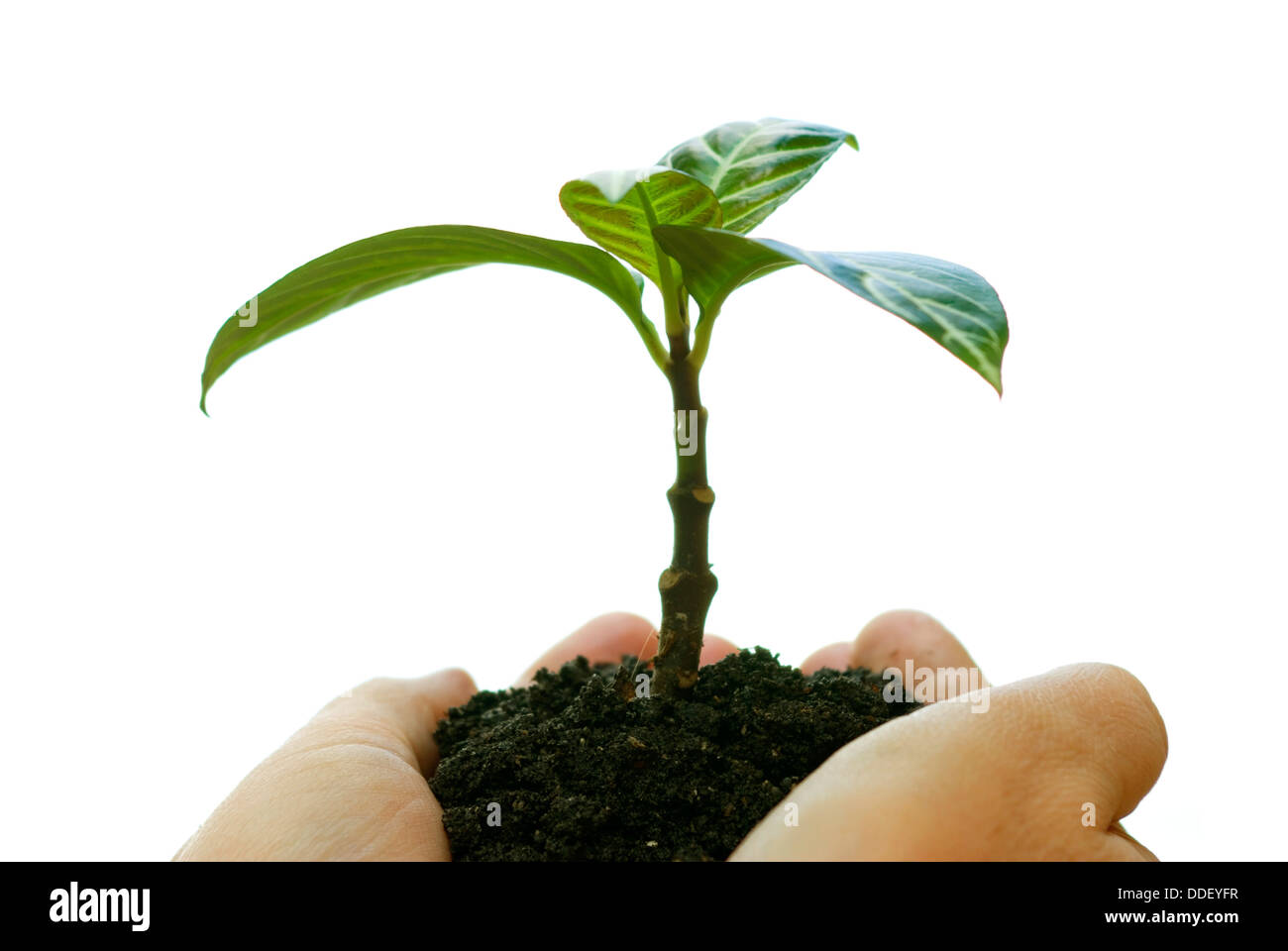 Hand plants hi-res stock photography and images - Alamy