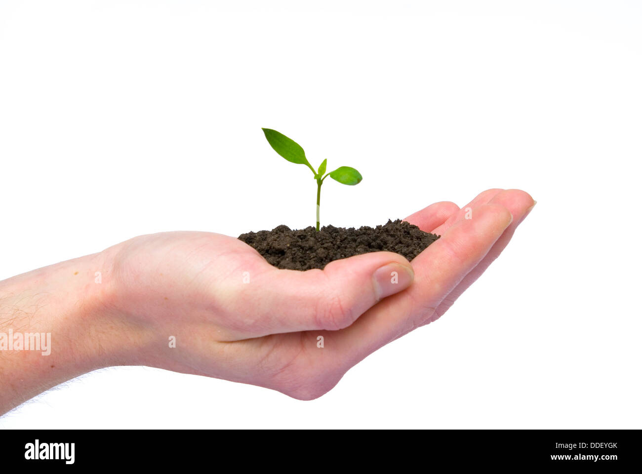 Hand green plant Cut Out Stock Images & Pictures - Alamy