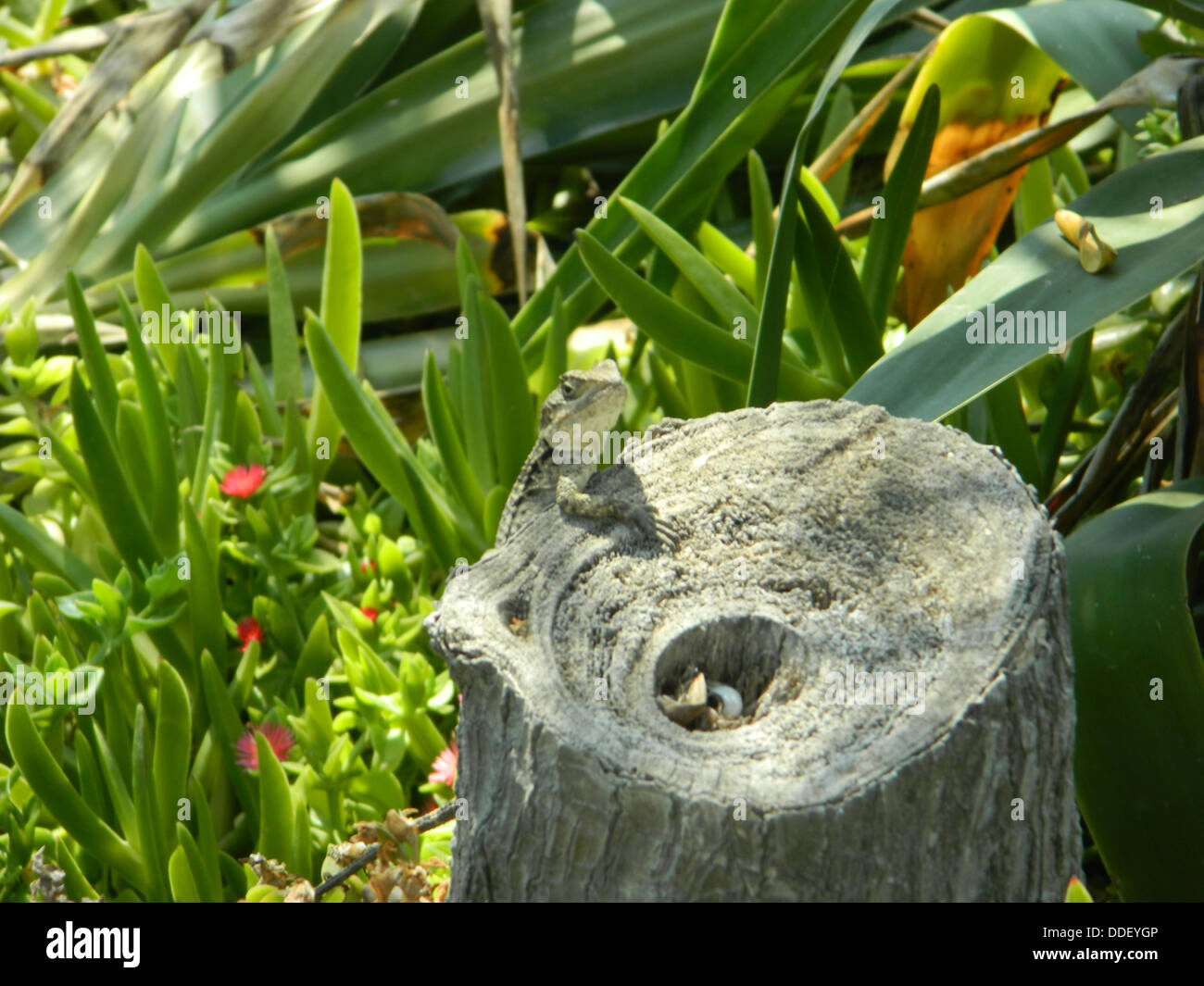 Lizard On tree trunk Stock Photo - Alamy
