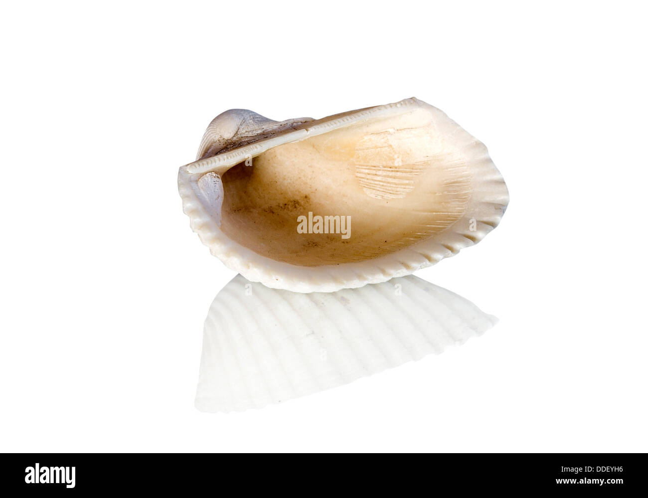 Coast design hi-res stock photography and images - Alamy