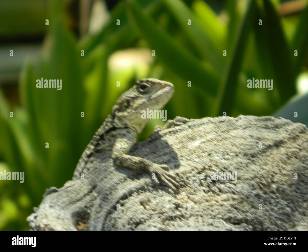 Lizard On tree trunk Stock Photo - Alamy