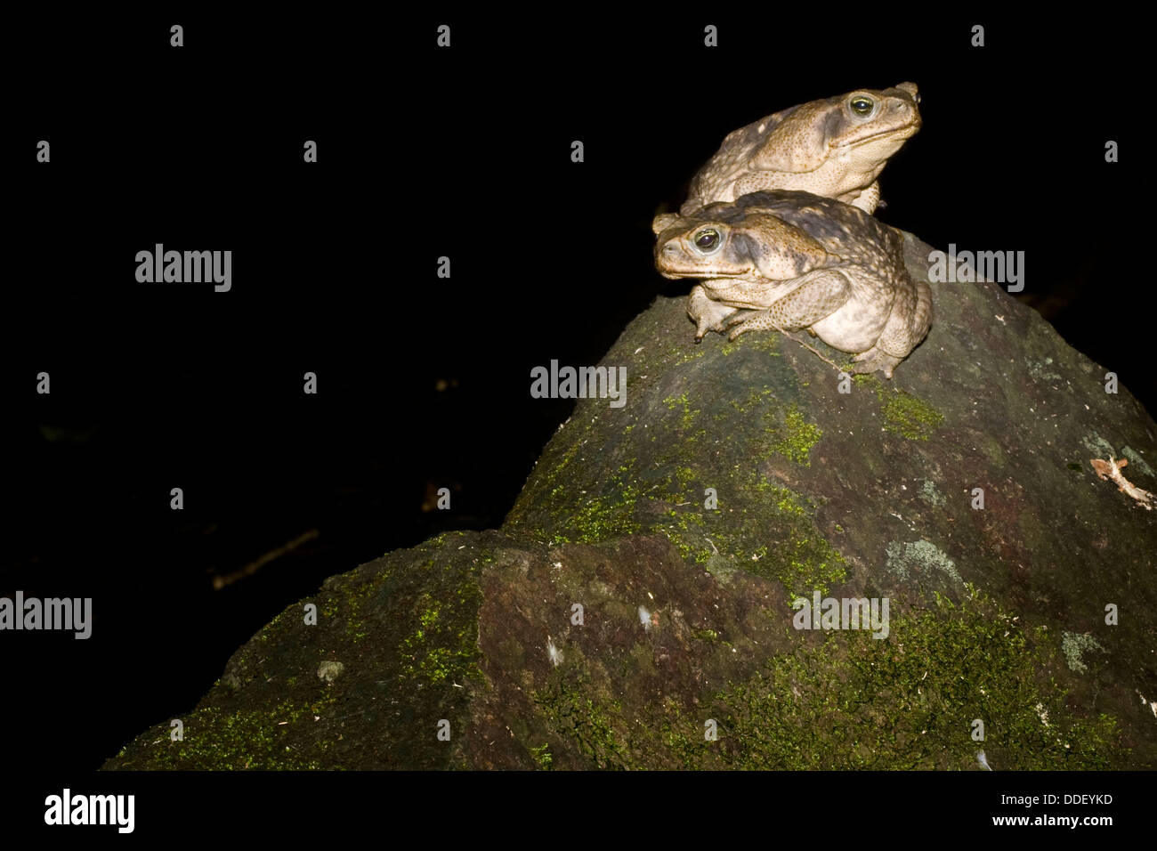 Cane toads hi-res stock photography and images - Alamy