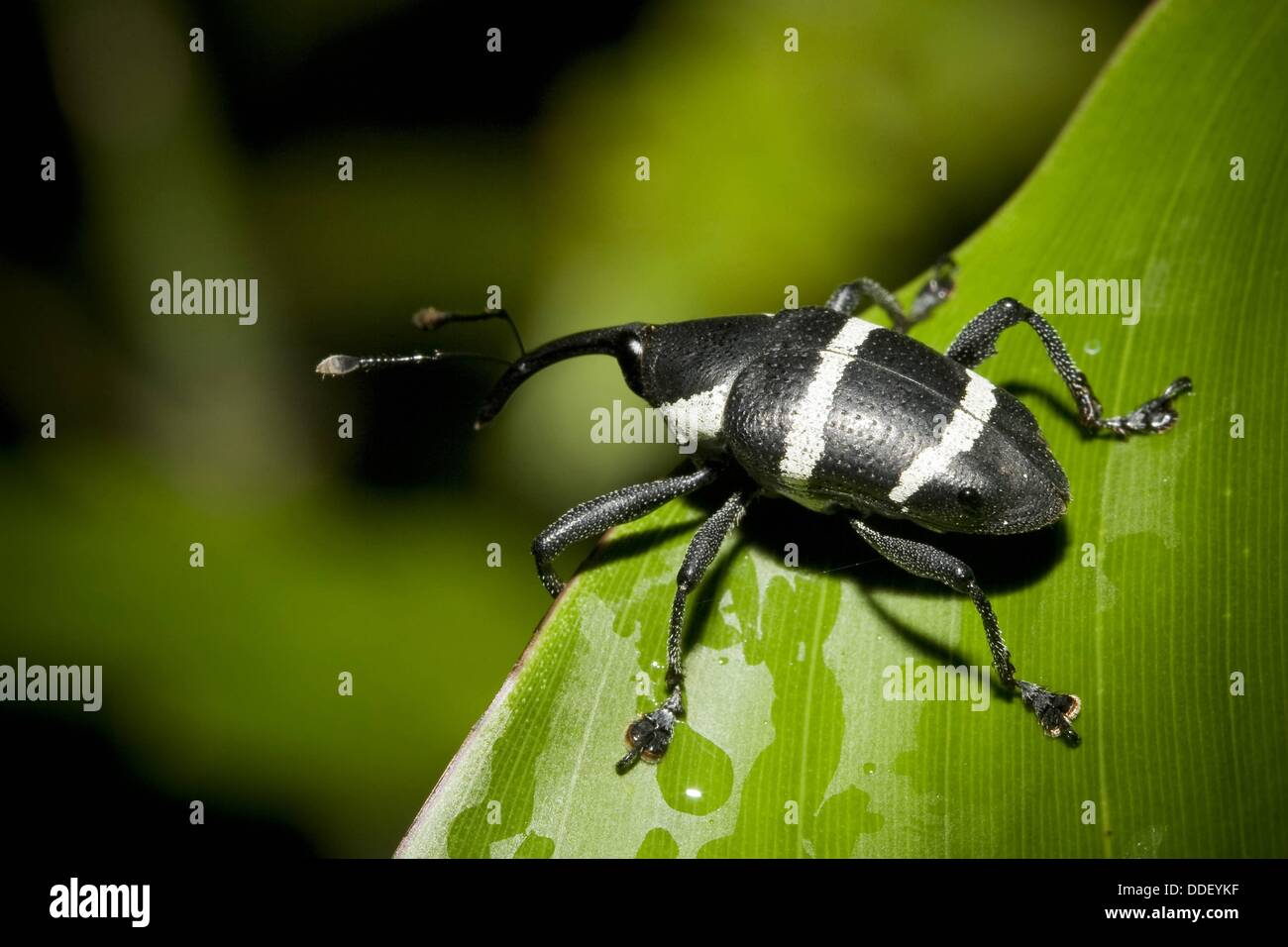 Weevil costa rica hi-res stock photography and images - Alamy