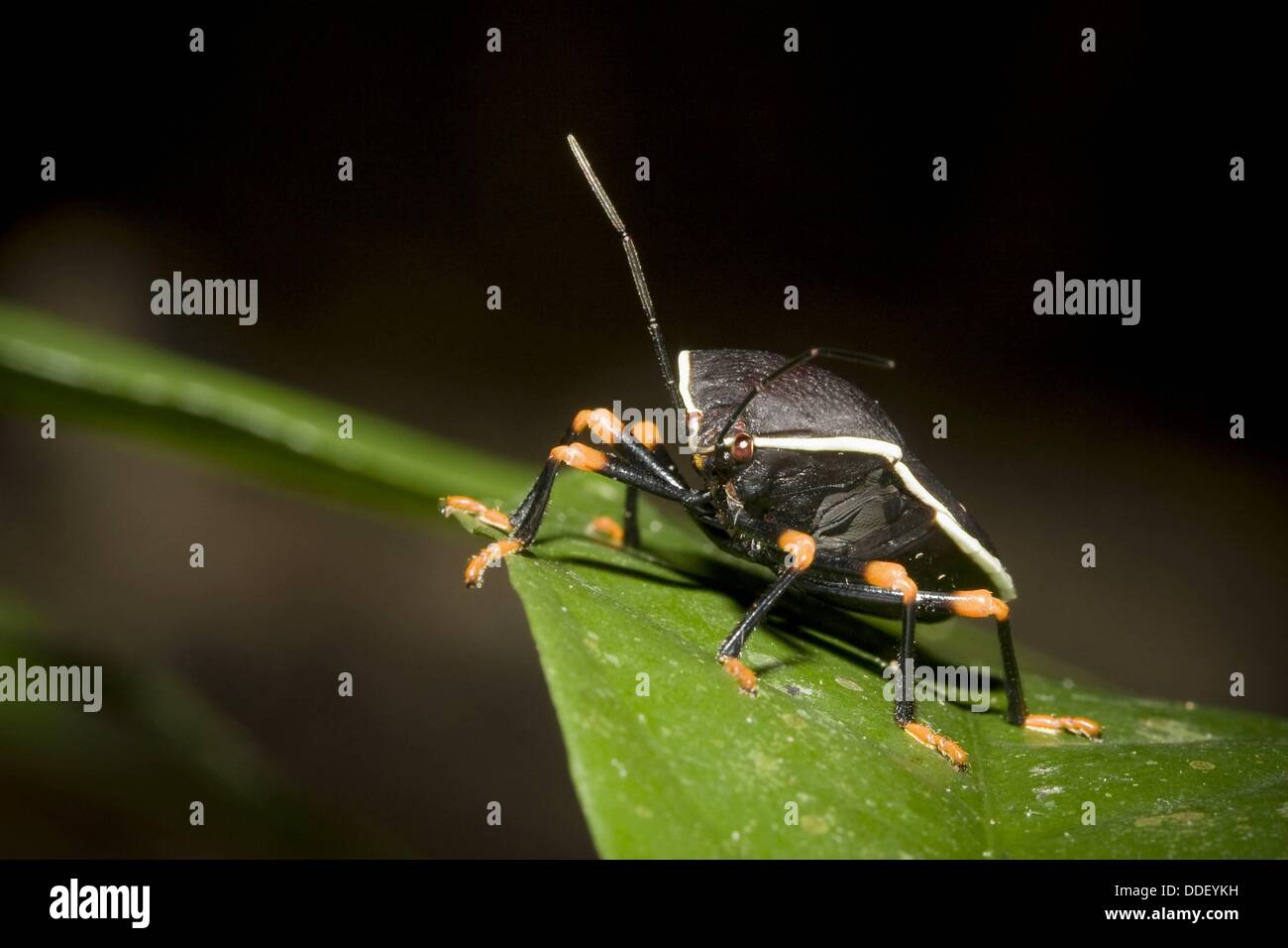 Costa rica hemiptera heteroptera hi-res stock photography and images ...