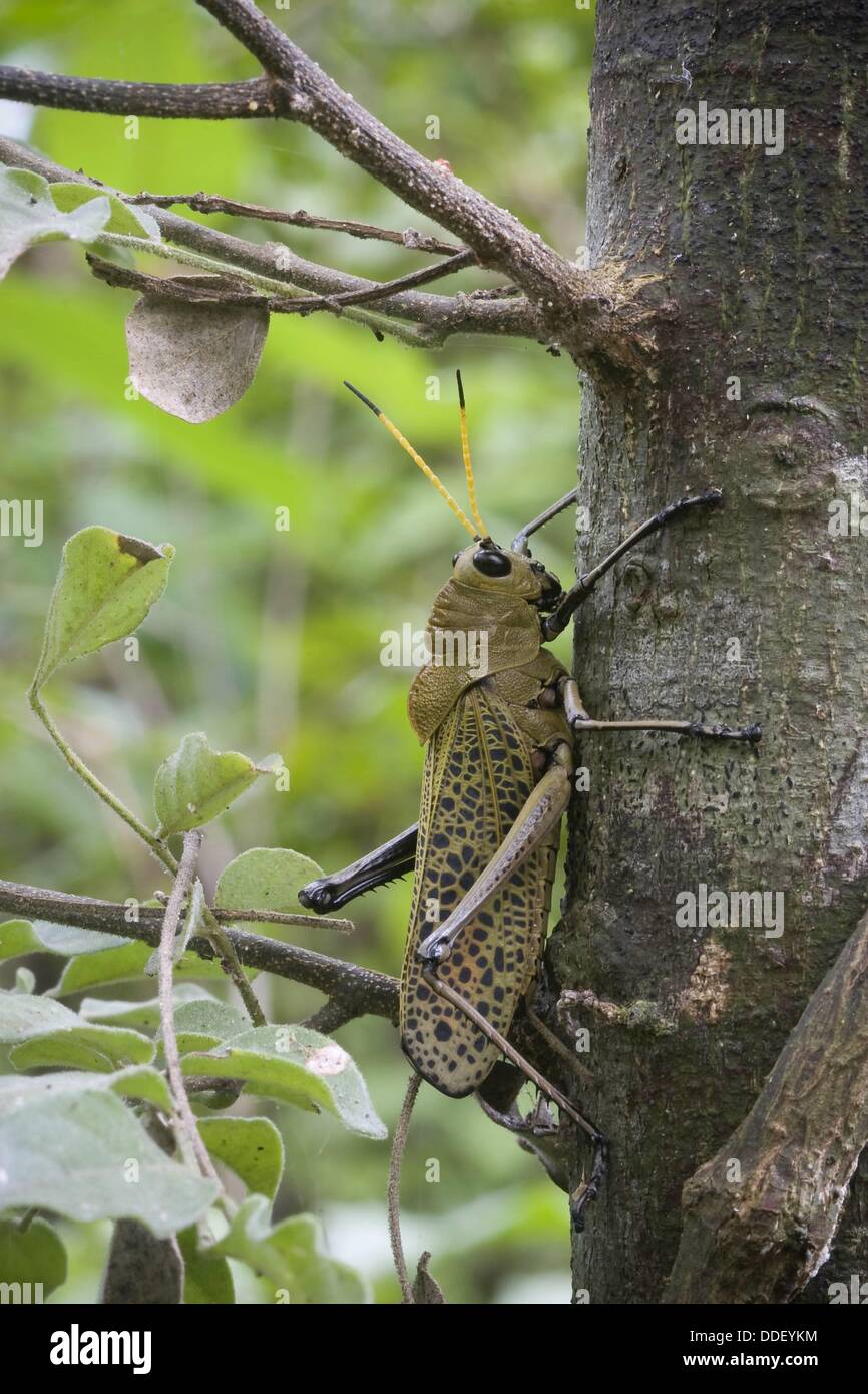 Tropical grasshopper pattern hi-res stock photography and images - Alamy