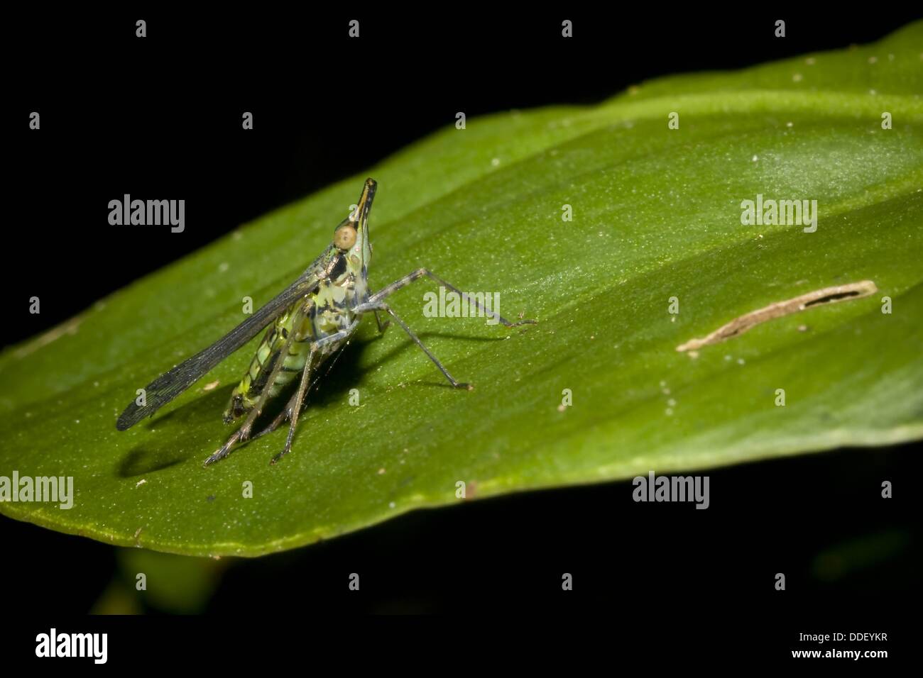 An ornate Costa Rican planthopper, superfamily Fulgoroidea Stock Photo ...