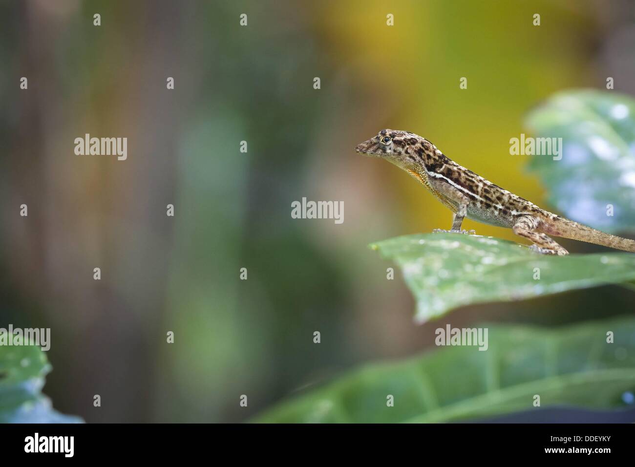 Anole sp hi-res stock photography and images - Alamy