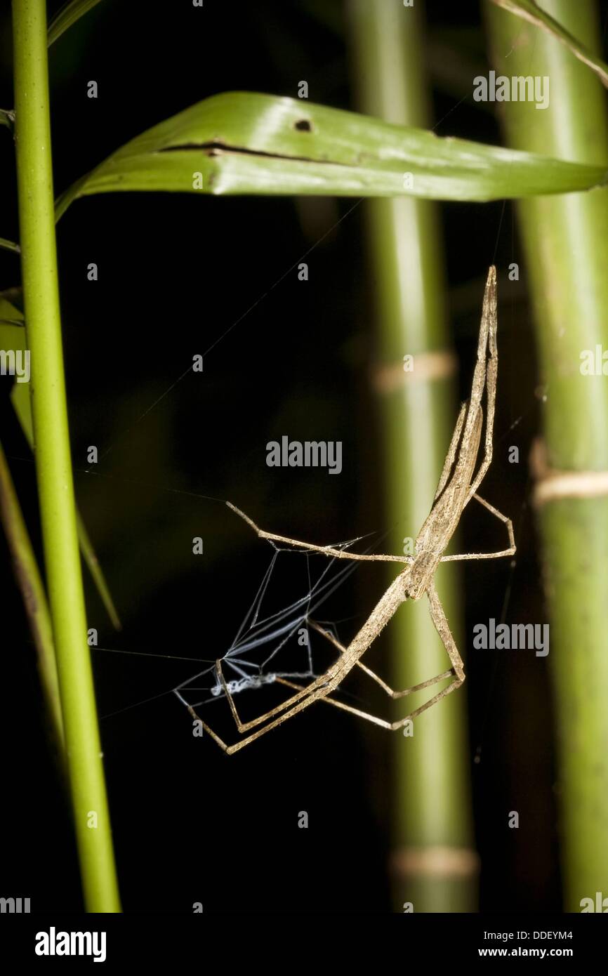 In situ spider hi-res stock photography and images - Alamy
