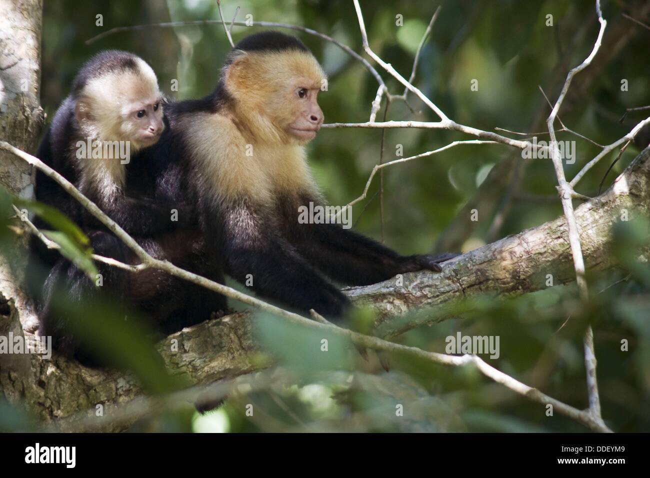 Cebus capucinus baby hi-res stock photography and images - Alamy