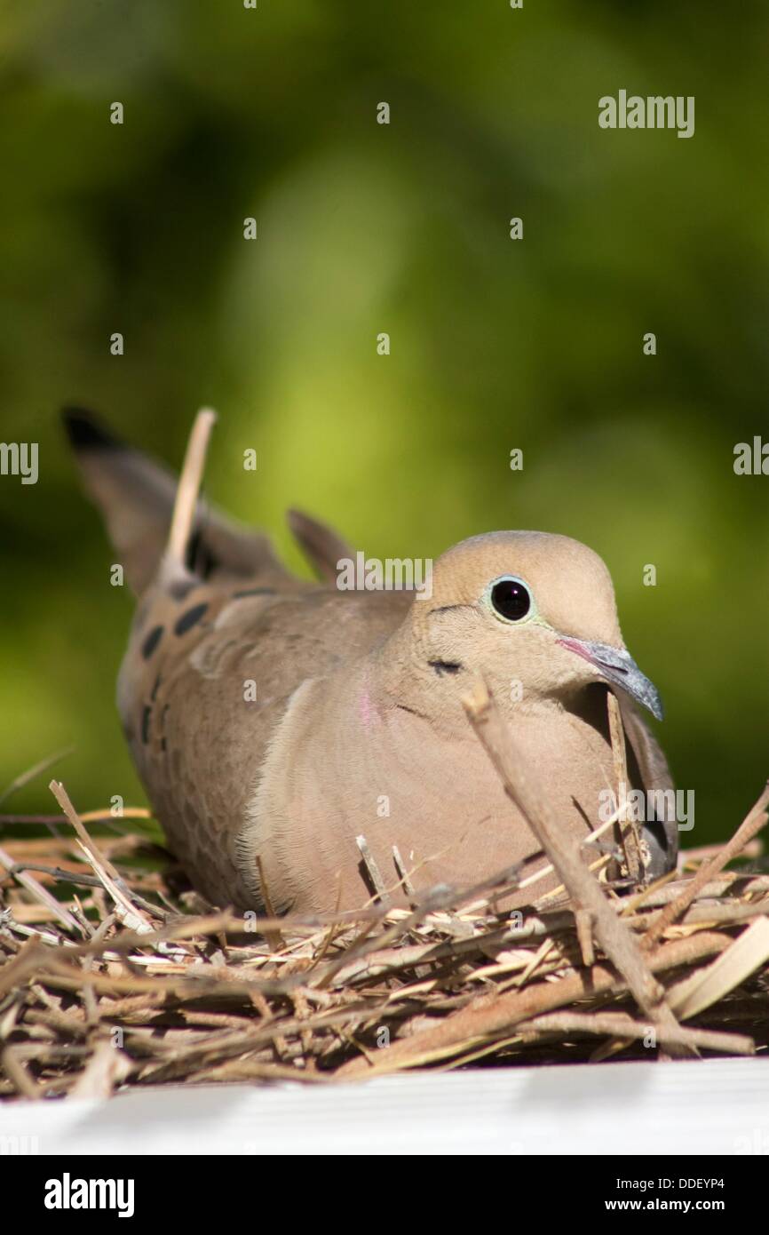 Dove springs hi-res stock photography and images - Alamy