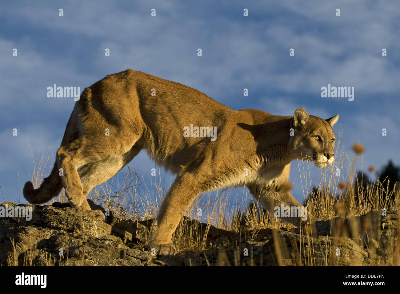 Lion slope hi-res stock photography and images - Alamy