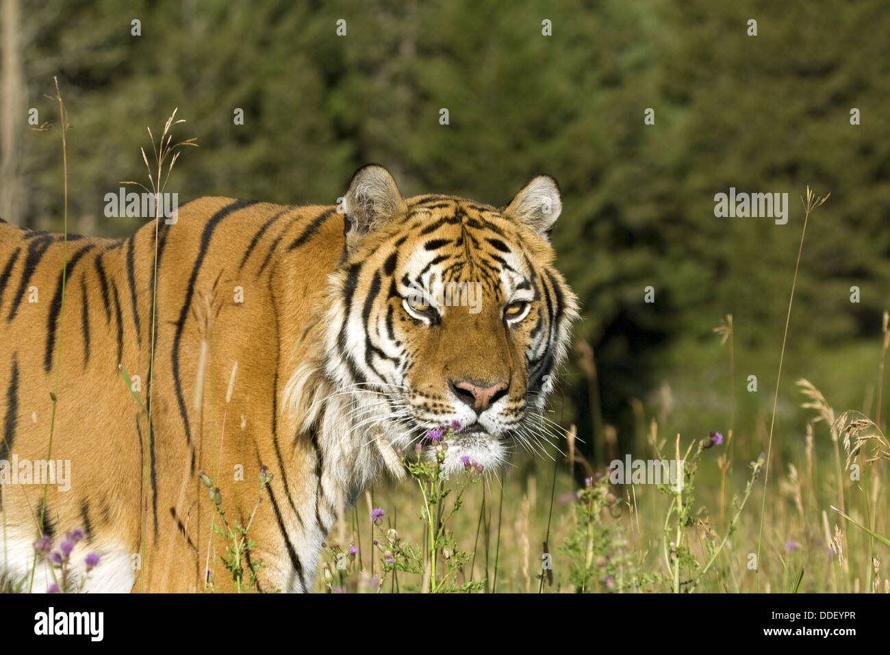 A Siberian Tiger Senses Something Nearby Stock Photo - Alamy
