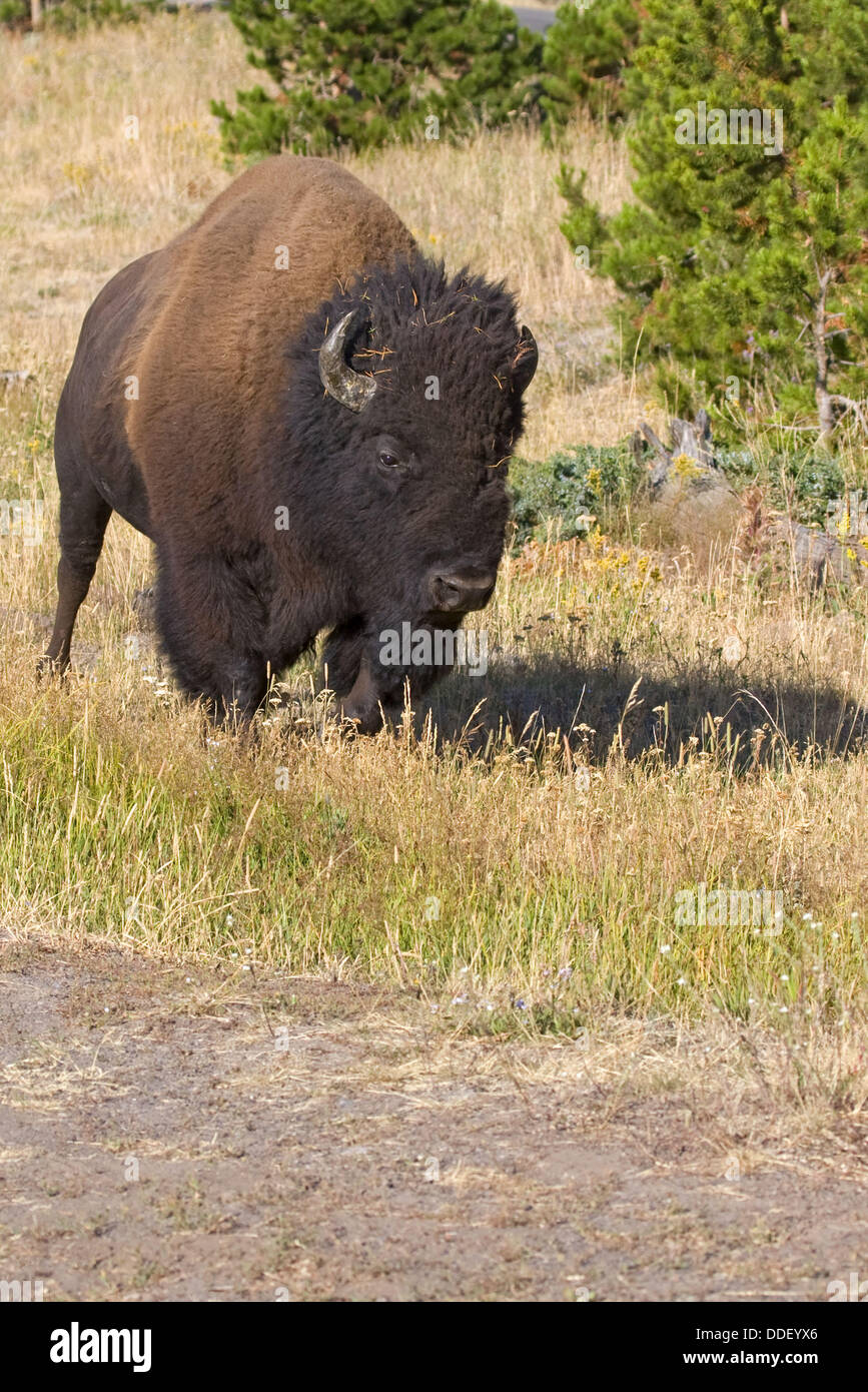 Enormous animal hi-res stock photography and images - Alamy
