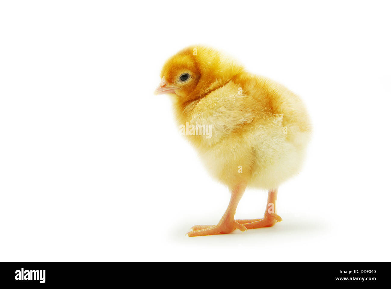 Fuzzy chicken chick hi-res stock photography and images - Alamy