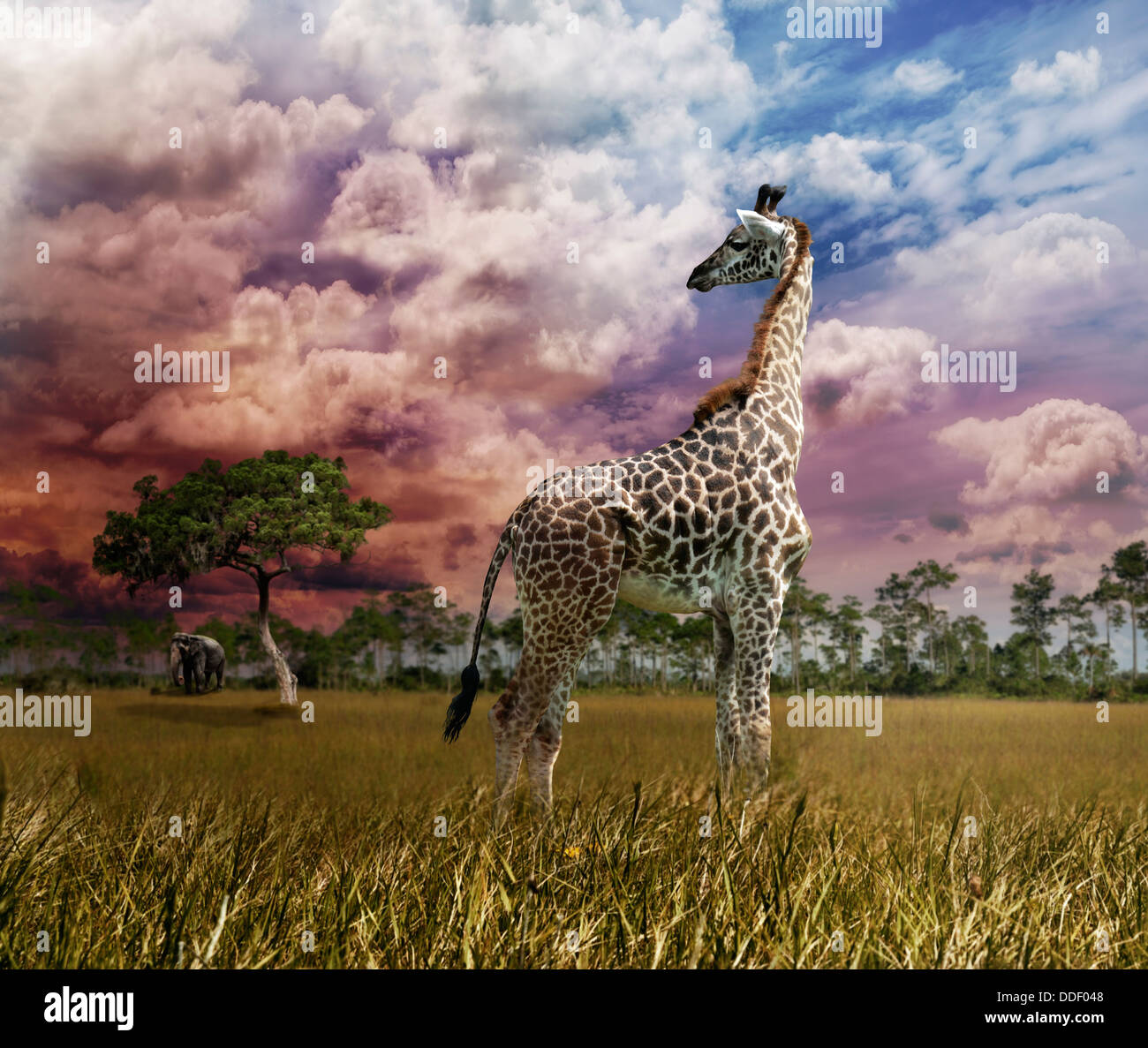 Giraffe At Sunset Stock Photo - Alamy