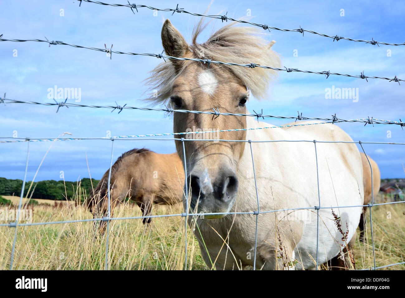 Shetland Pony in a field behind barbed wire England UK Stock Photo - Alamy