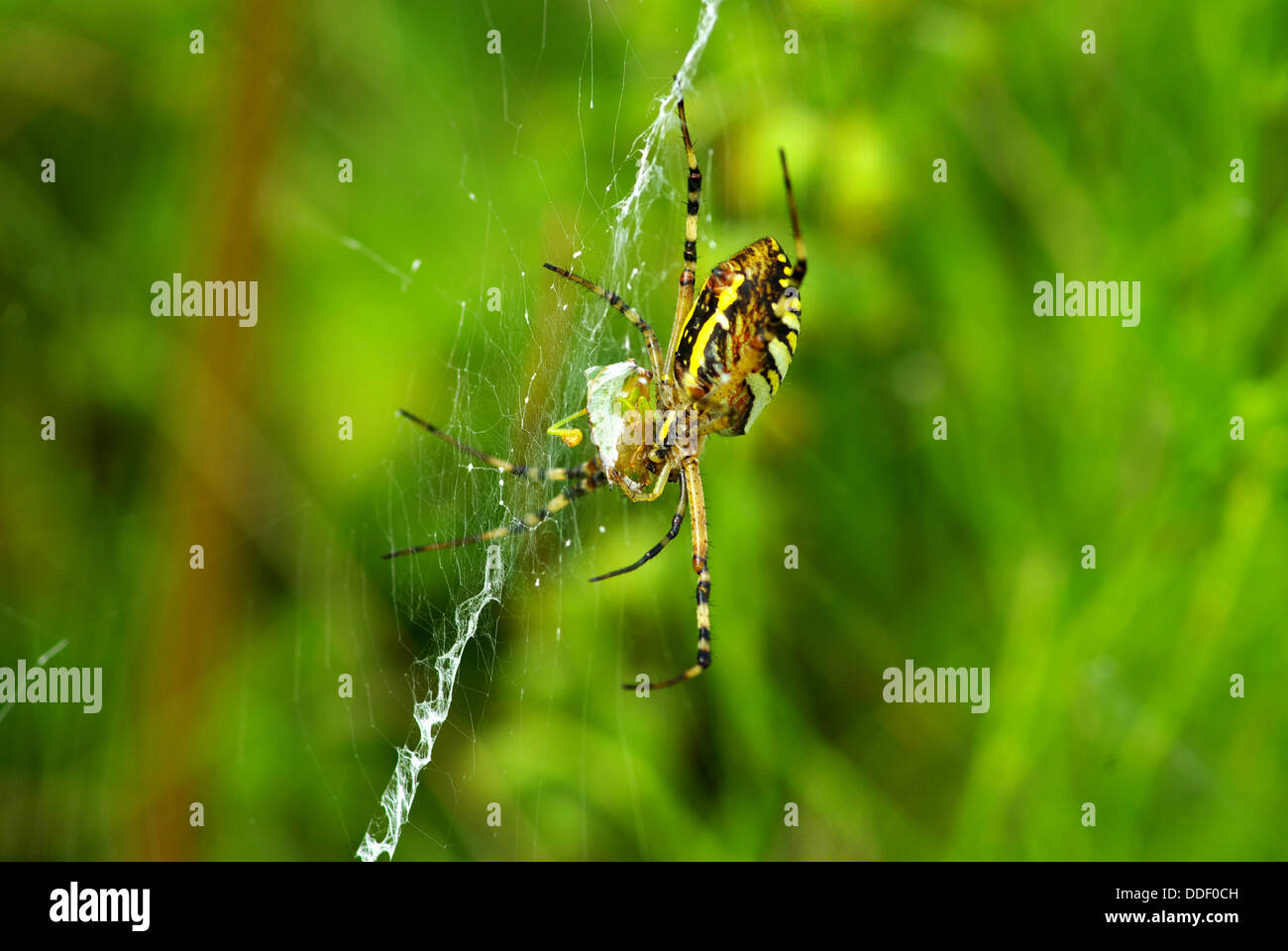 Arachnidspider hi-res stock photography and images - Alamy