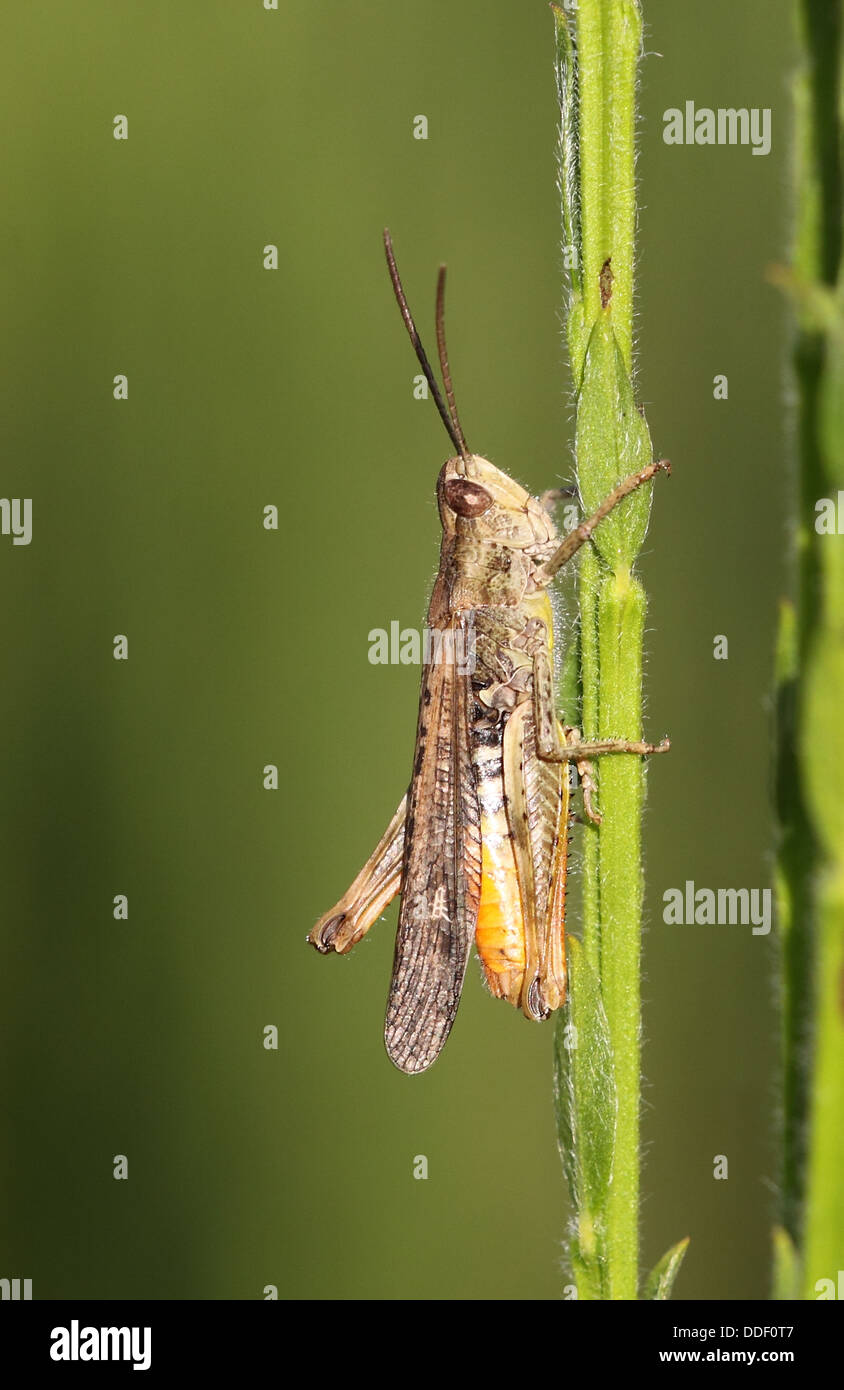 Field of grasshopper hi-res stock photography and images - Alamy
