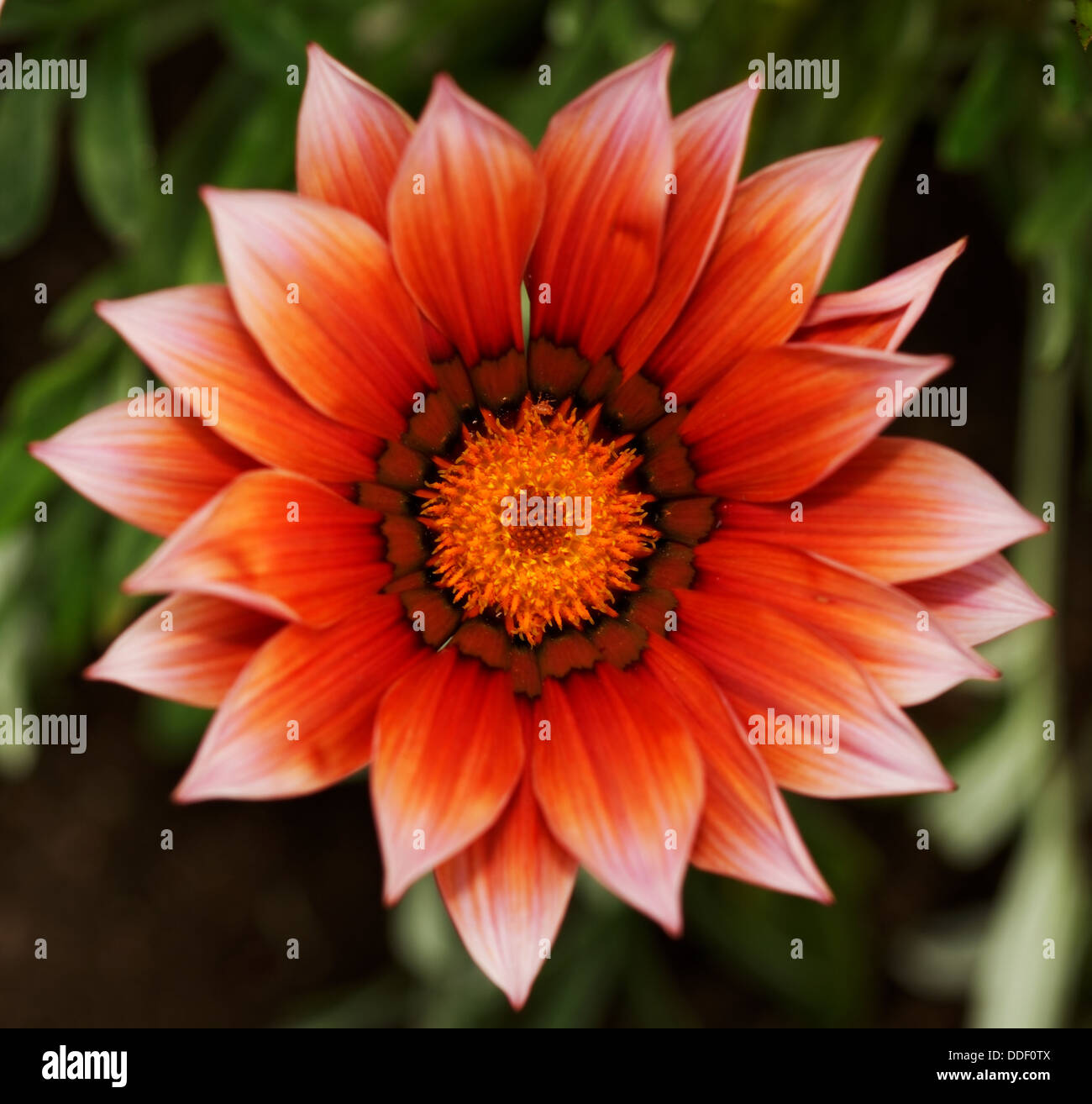 Treasure flower hi-res stock photography and images - Alamy