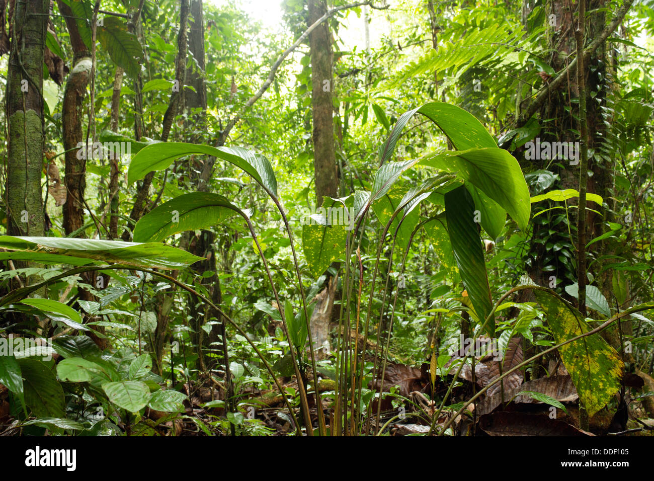 Amazon rainforest interior view hi-res stock photography and images - Alamy