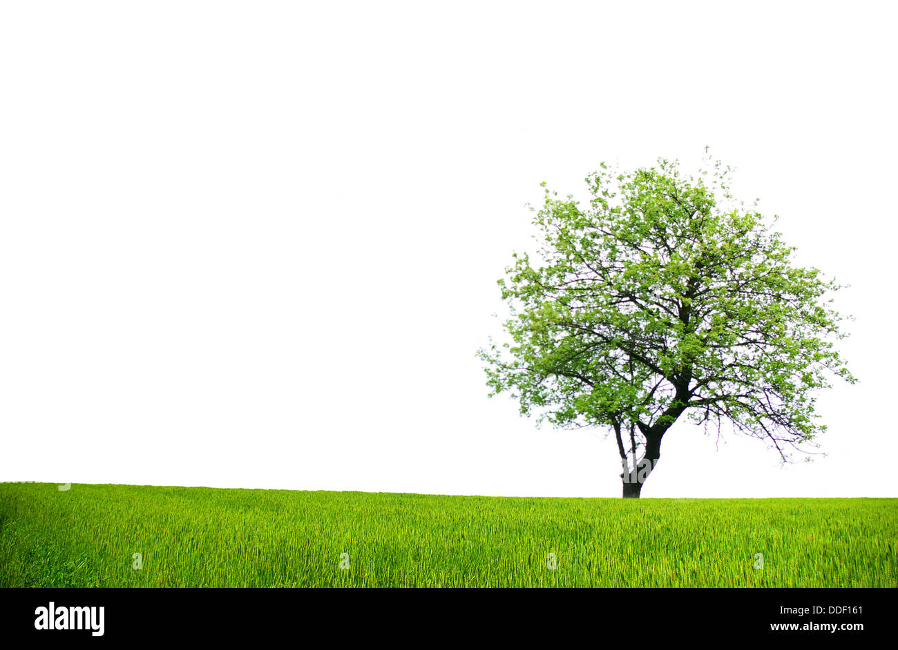 tree on white Stock Photo - Alamy