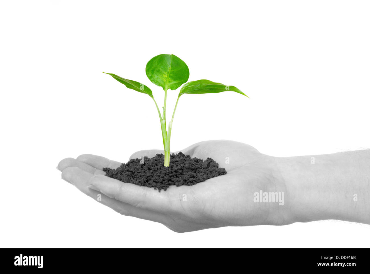 New growth in plants Cut Out Stock Images & Pictures - Alamy