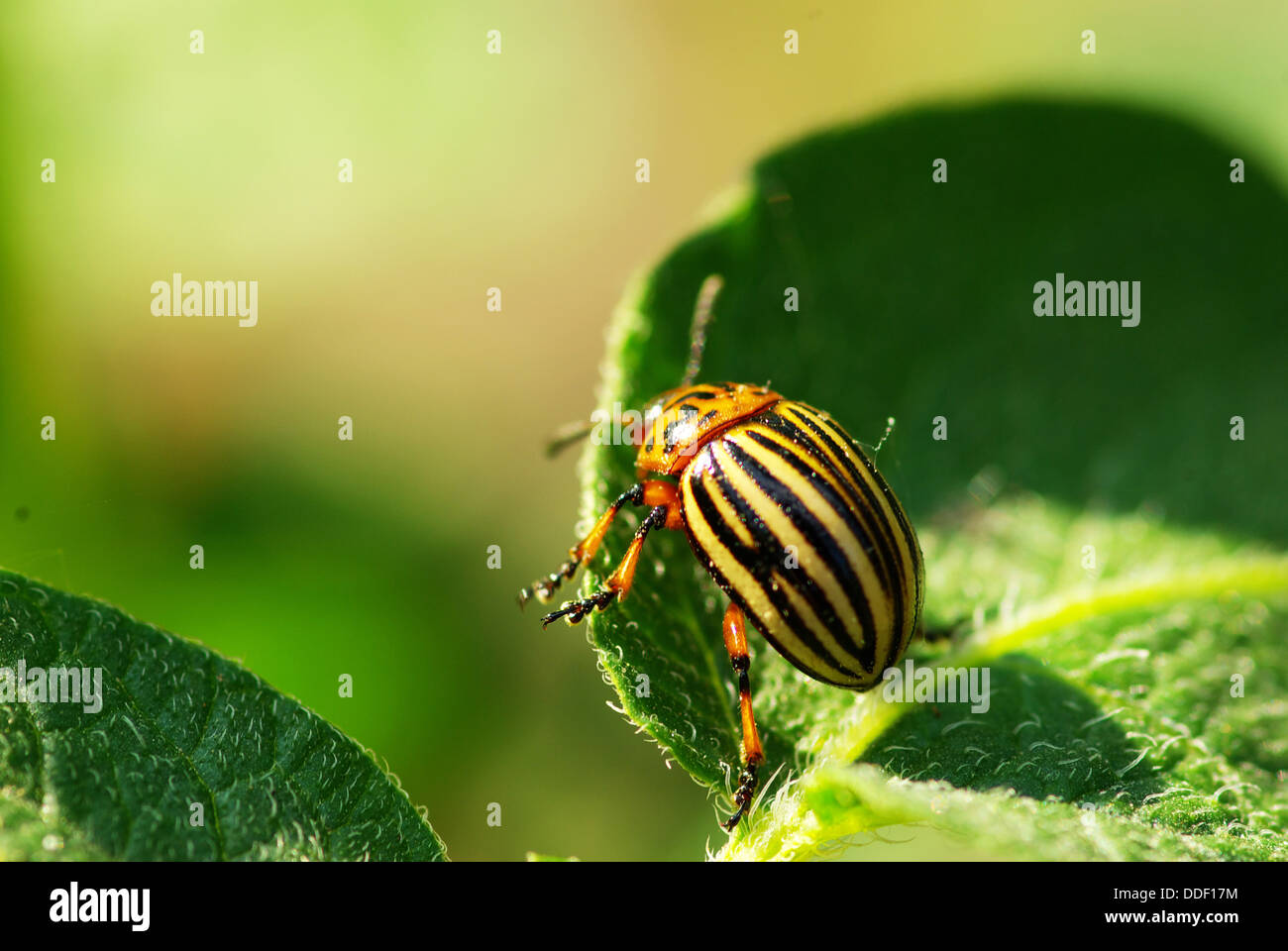 Close beetle hi-res stock photography and images - Alamy