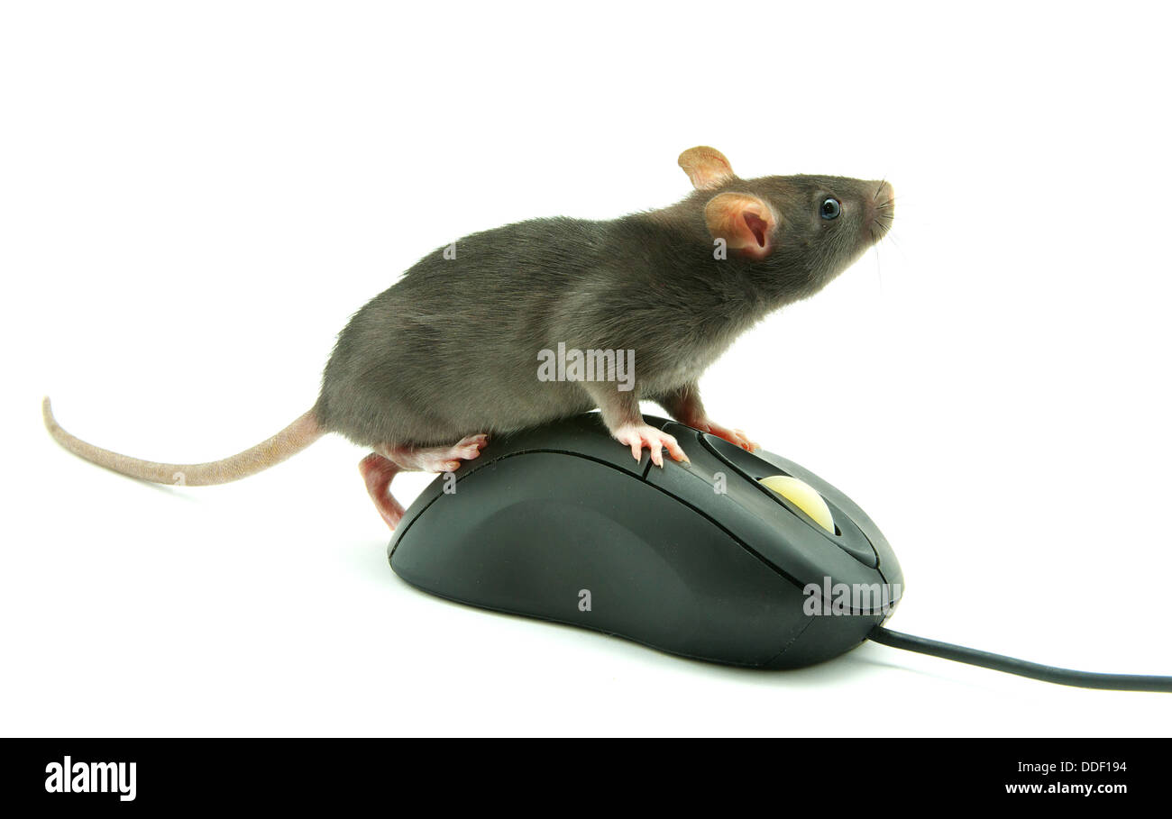 rat on computer mouse Stock Photo - Alamy