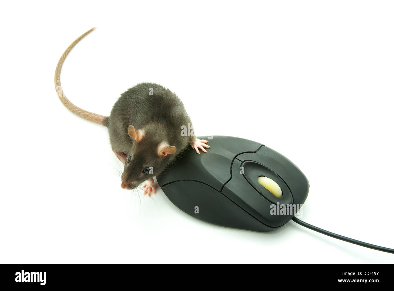 Computer rat hi-res stock photography and images - Alamy