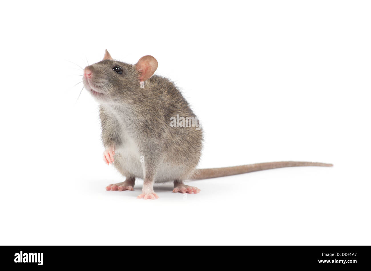 Rat ear hi-res stock photography and images - Alamy