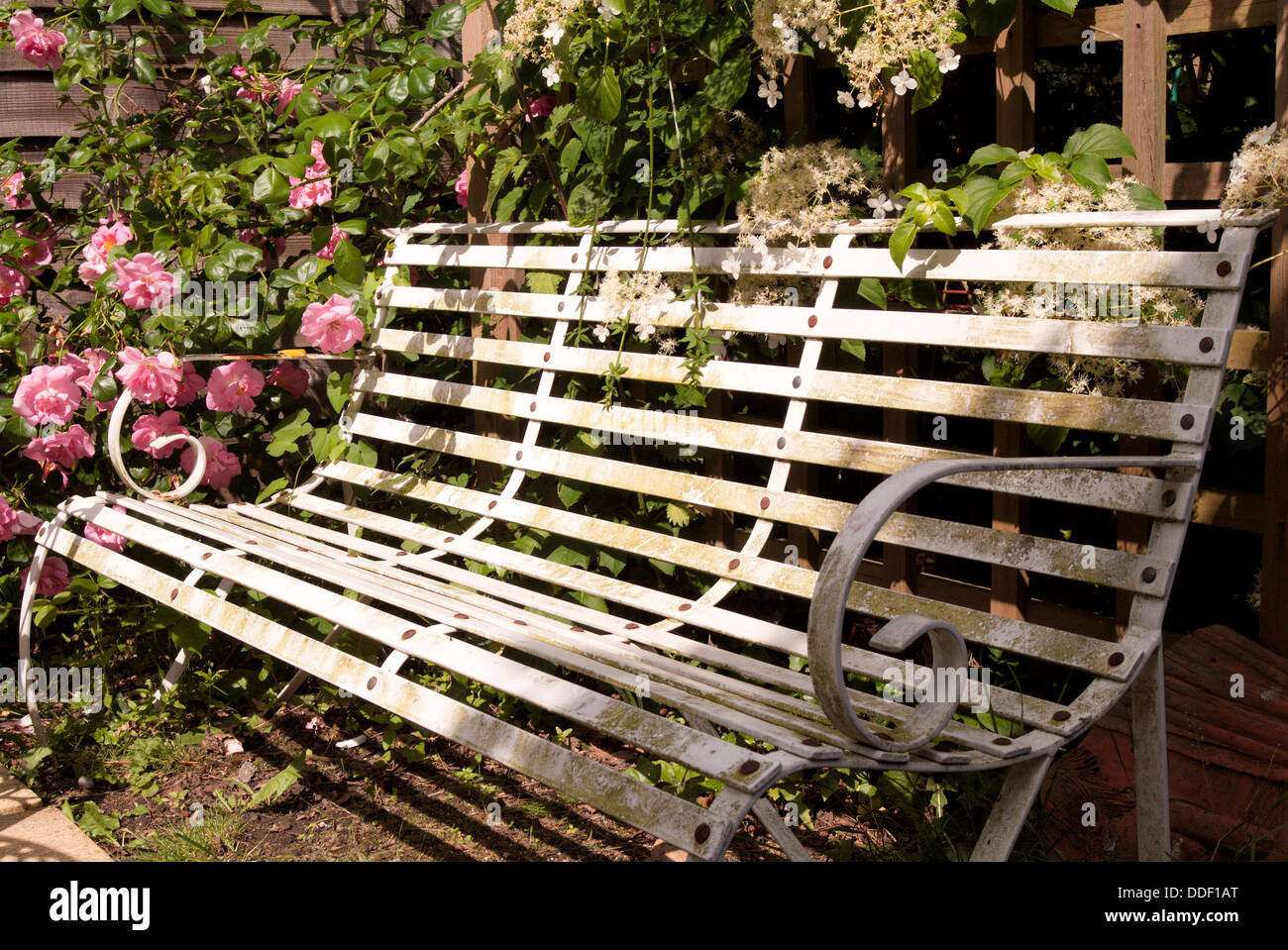 Roses and a bench hi-res stock photography and images - Alamy