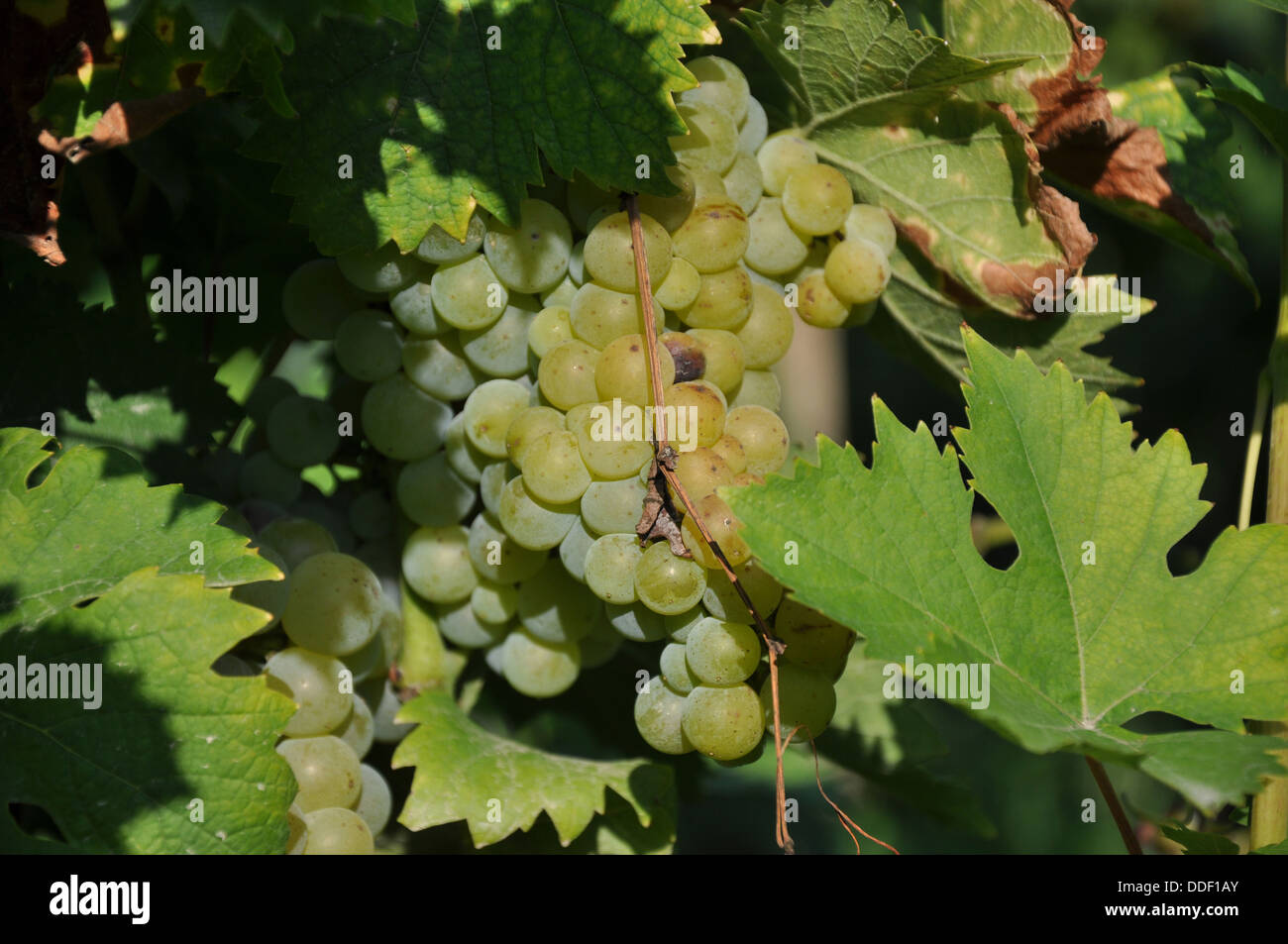 Ripe grapes on vines ready for harvest in the Piedmont (Piedmonte ...
