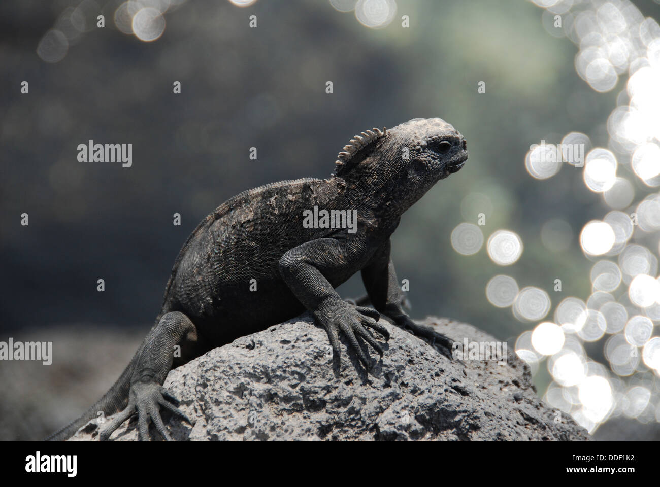 Ocean iguana hi-res stock photography and images - Alamy
