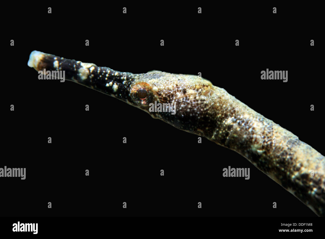 Stick pipefish hi-res stock photography and images - Alamy