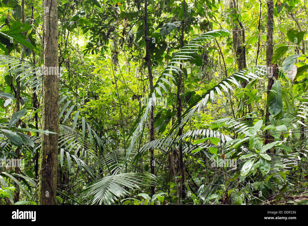 Interior of primary tropical rainforest in Ecuador Stock Photo - Alamy