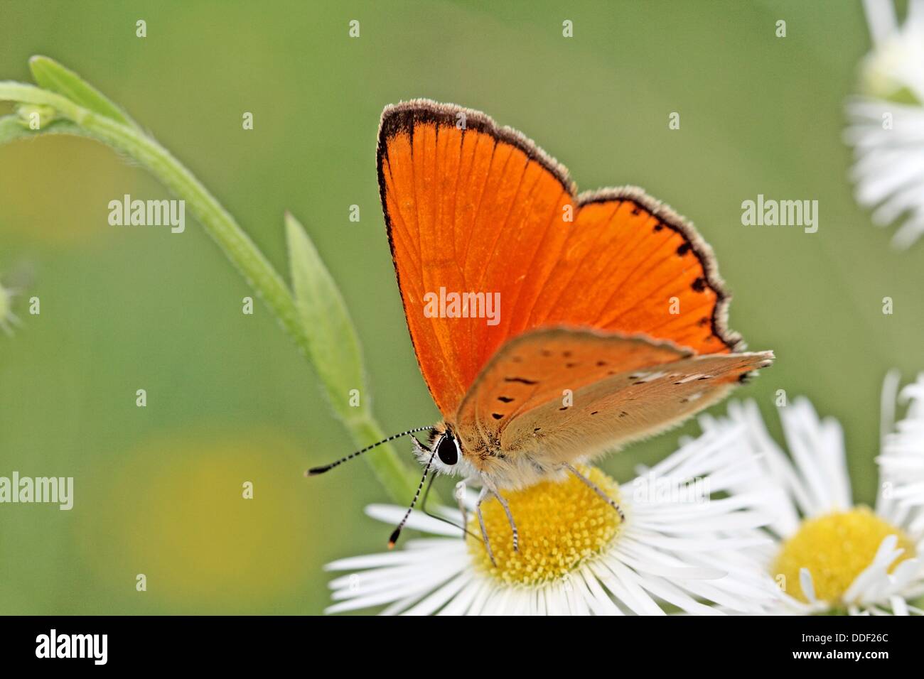 Scarce copper flower hi-res stock photography and images - Alamy