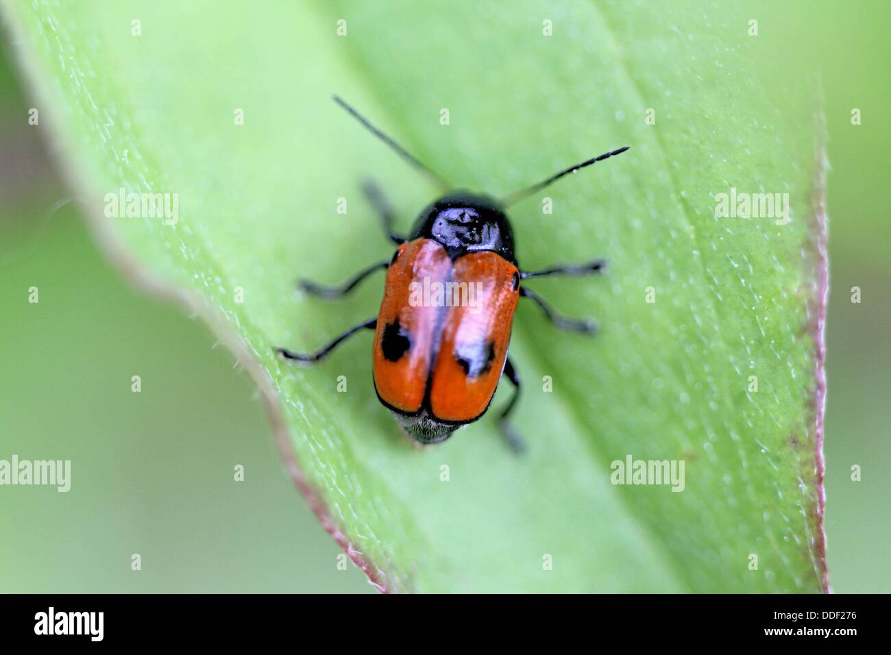 Bipunctatus High Resolution Stock Photography and Images - Alamy